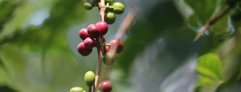 A global coffee breeding network launched - Sinopia Coffee - Organic ...