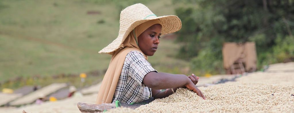 The ECTA and Illy Coffee partner up to work on coffee quality ...