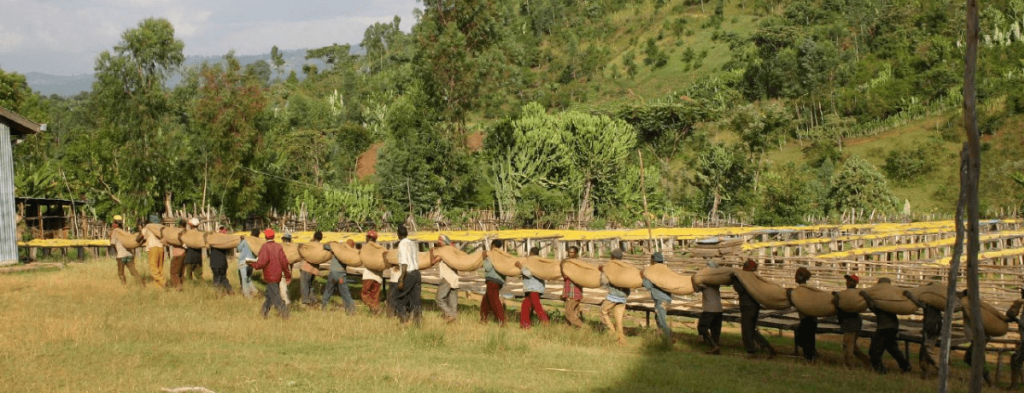 Sidama coffee contributed to 25% of green coffee export volume ...